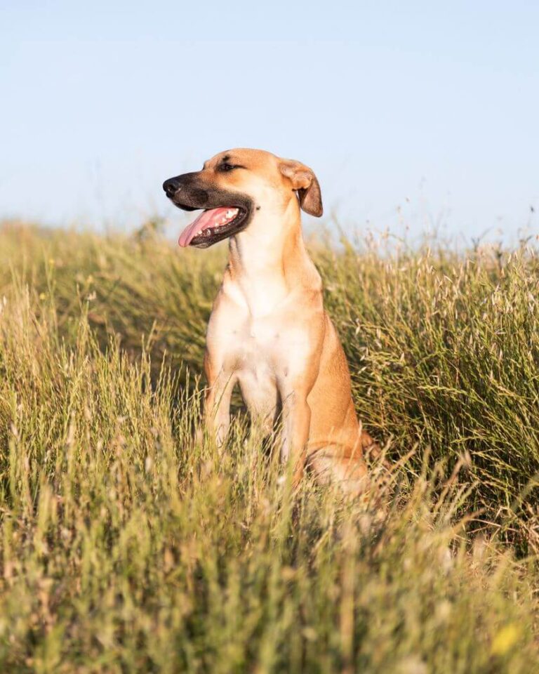Black Mouth Cur Dog Breed Information. Best Facts - PetsTime