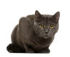 Chartreux Cat Breed Information — Silent Companions - PetsTime
