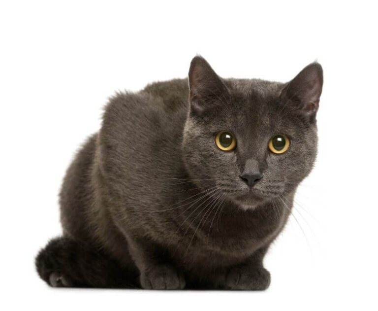 Chartreux Cat Breed Information — Silent Companions - PetsTime