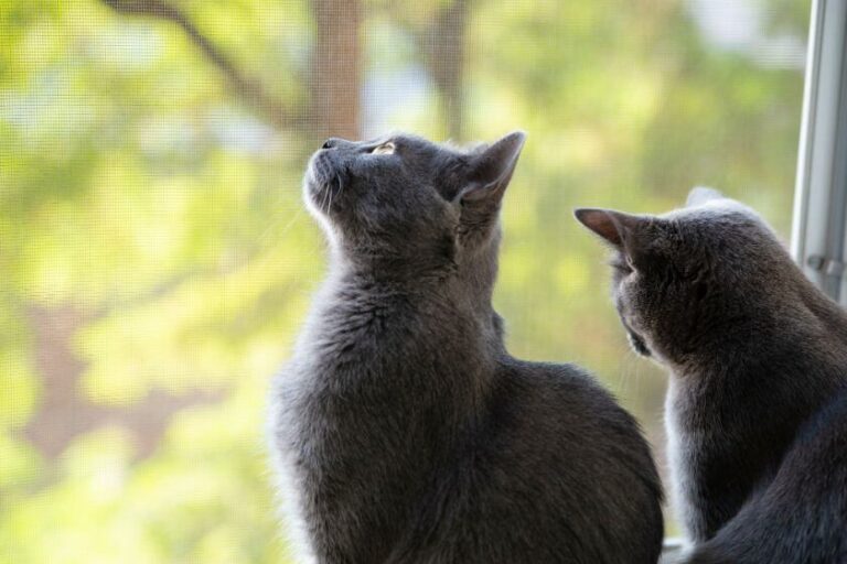 Chartreux Cat Breed Information — Silent Companions - PetsTime