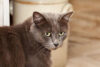 Chartreux Cat Breed Information — Silent Companions - PetsTime