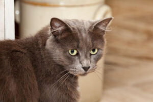Chartreux Cat Breed Information — Silent Companions - PetsTime
