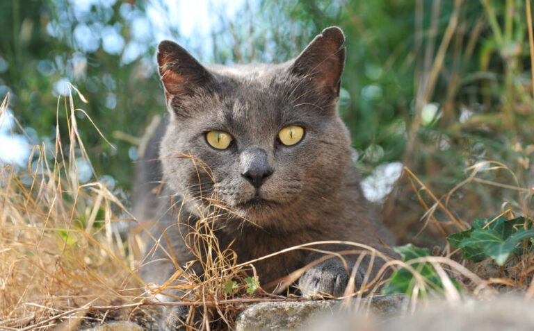 Chartreux Cat Breed Information — Silent Companions - PetsTime
