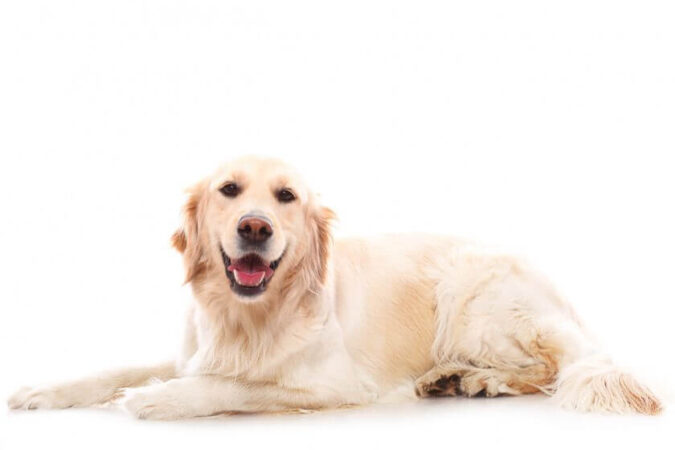 Golden Retriever Dog Breed Information - PetsTime