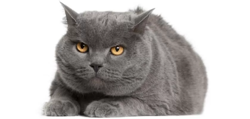 Chartreux Cat Breed Information — Silent Companions - PetsTime