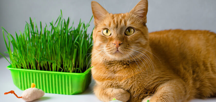 Why do cats love catnip? - PetsTime