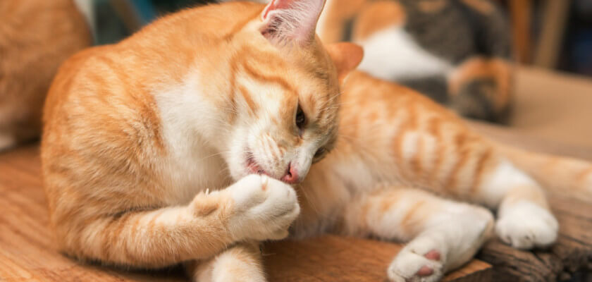 Why is my cat peeing everywhere? Learn all the reasons! - PetsTime