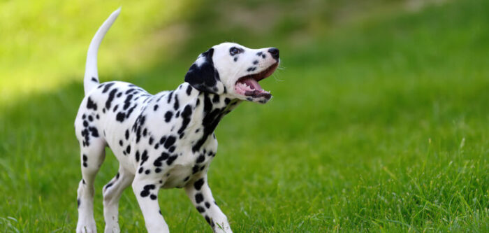 Best PAW Patrol Dog Names PetsTime best-paw-patrol-dog-names-petstime