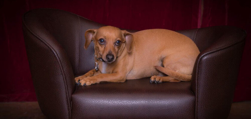 Chiweenie - find out if this dog breed is for you - PetsTime