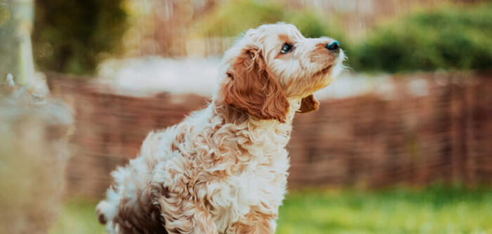 Cockapoo. Learn about this hybrid resembling a teddy bear - PetsTime