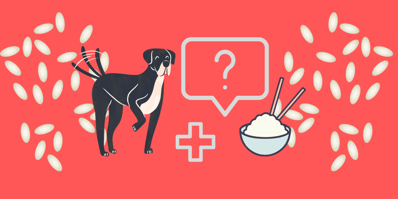 Wild Rice Safe For Dogs at Winfred Gold blog