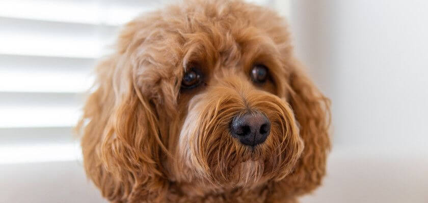 Cavapoo - everything you need to know - PetsTime