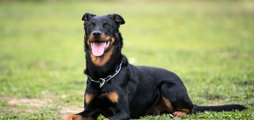 Beauceron Dog Breed Information – Traits and Care - PetsTime