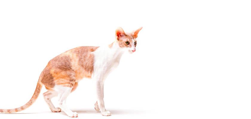 Cornish Rex Cat Breed. Important Things to Know - PetsTime