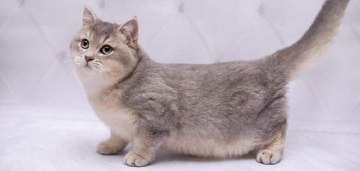 Munchkin Cat Breed Information & Care Needs - PetsTime