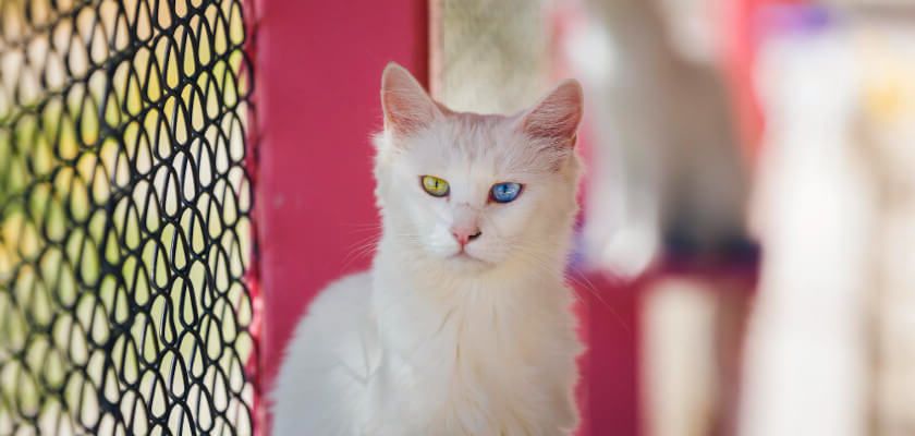 Turkish Angora Cat Breed Profile. Top Facts and Traits - PetsTime