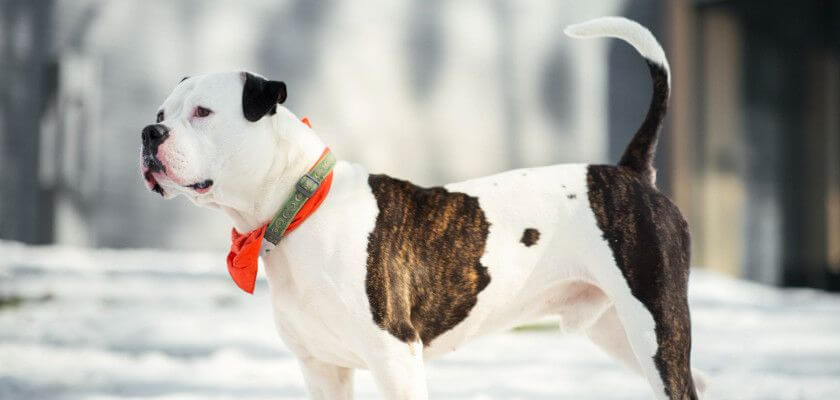 American Bulldog Dog Breed Information. Dog Guide - PetsTime