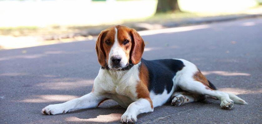 American Foxhound Dog Breed Information & Fun Facts - PetsTime