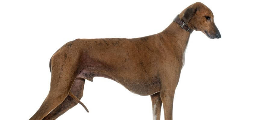 Azawakh: Meet a Unique Dog Breed - PetsTime