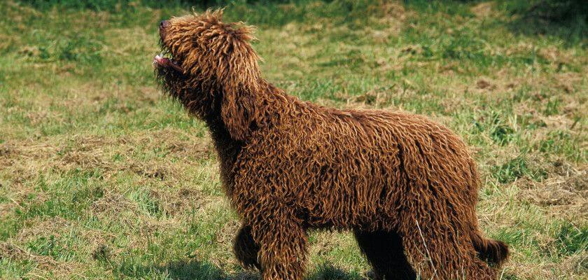 Barbet Dog Breed Information, Advice and Fun Facts - PetsTime