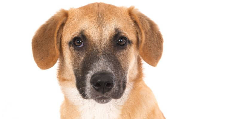 Broholmer Dog Breed Information & Temperament - PetsTime