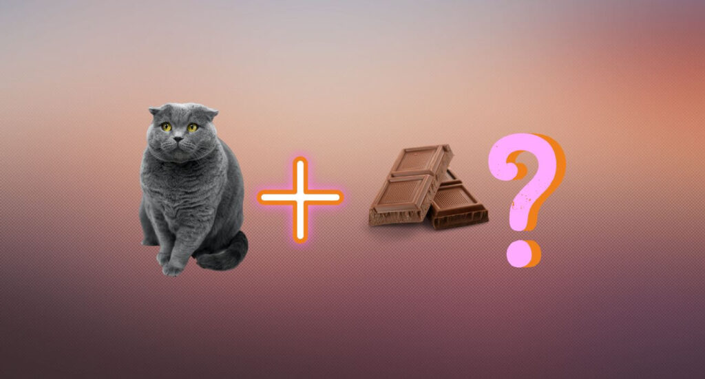 Can Cats Eat Chocolate? (Chocolate Poisoning) - PetsTime