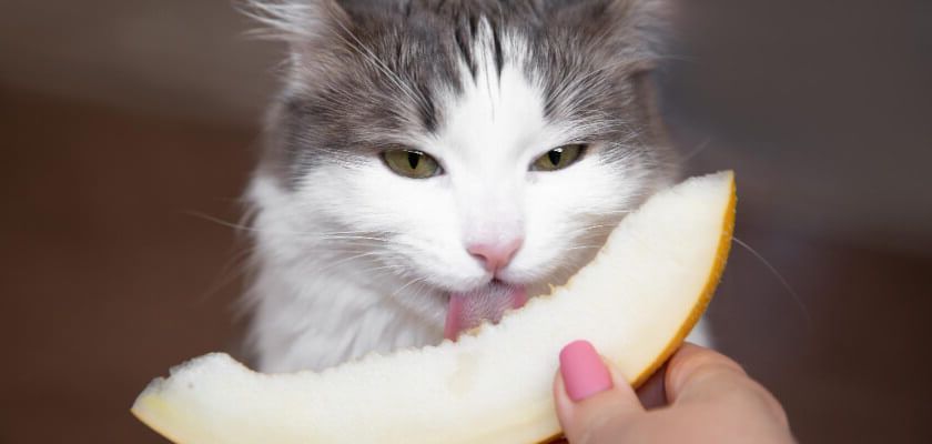 Can Cats Eat Fruit? We Have a List of Safe Fruits! - PetsTime