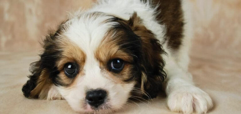 Cavachon Dog Breed. Everything You Need To Know Before You Buy One ...
