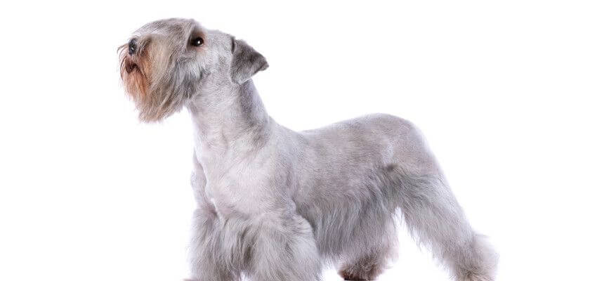 Cesky Terrier Dog Breed Information & Tips for Owners - PetsTime