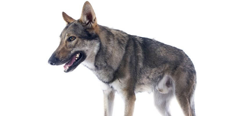 Czechoslovakian Wolfdog Dog Breed Info. Wolf Traits - PetsTime