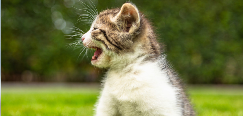 Do Cats Cry When They Are Sad? All About Meowing - PetsTime