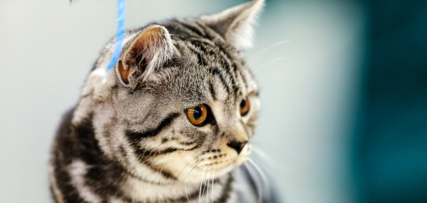 Do Cats Get Jealous? Feline Behaviors - PetsTime