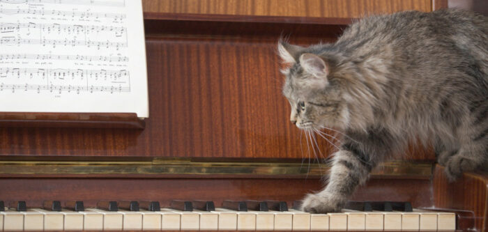 Do Cats Like Music? Classical Music for Cats? - PetsTime