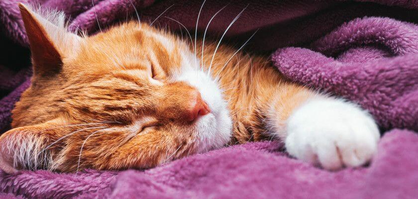 Do Cats Snore? All you Need to Know - PetsTime