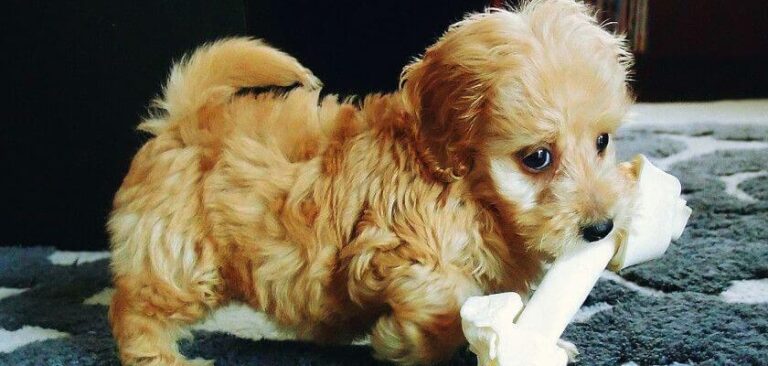 Doxiepoo Dog Breed, A Dachshund and Poodle Mix - PetsTime