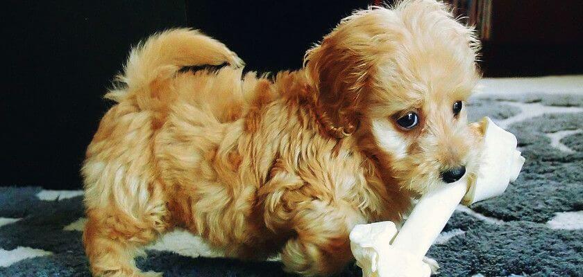 Doxiepoo Dog Breed, A Dachshund and Poodle Mix - PetsTime