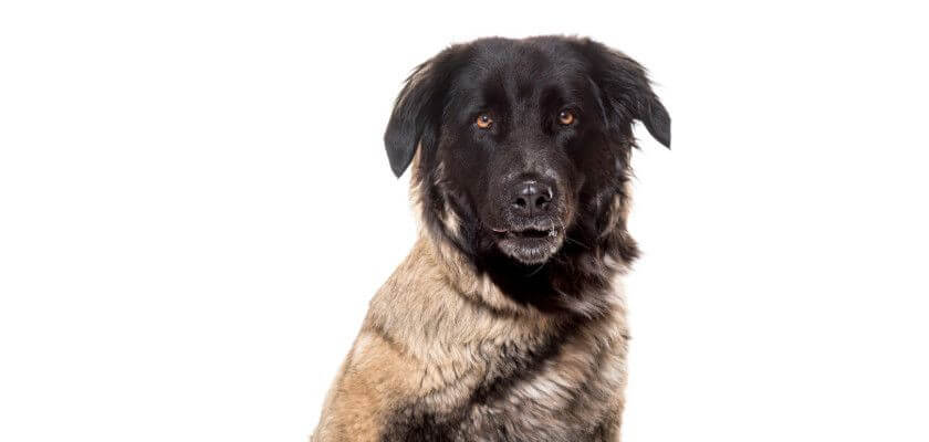 Estrela Mountain Dog Breed Information & Facts - PetsTime