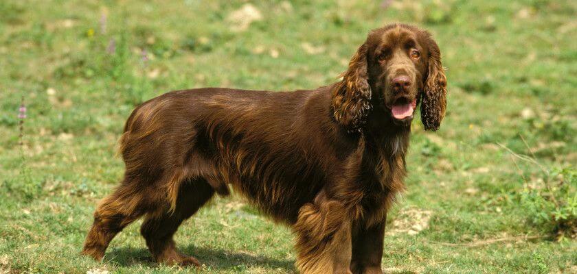 Field Spaniel Dog Breed Information, Tips and Facts - PetsTime