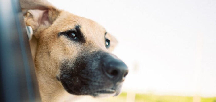 Formosan Mountain Dog: All About a Taiwan Dog - PetsTime