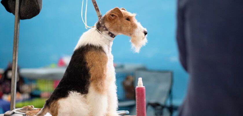 Fox Terrier Dog Breed Information – A Complete Guide - PetsTime