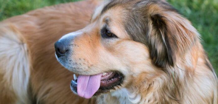 Golden Shepherd – What Is This Dog Breed Like? - PetsTime