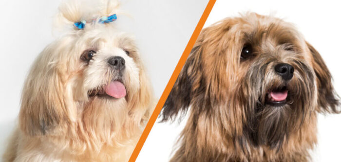 Havashu Dog Breed: Complete Guide - PetsTime