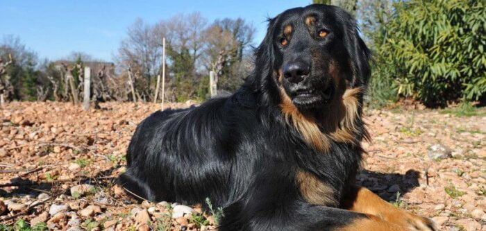 The Hovawart Dog Breed: Everything an Owner Must Know – PetsTime
