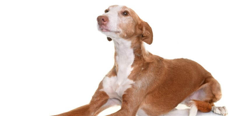 Ibizan Hound Dog Breed Information: Overview & Advice - PetsTime