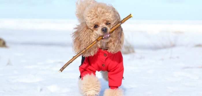 Mini Poo Dog Breed. Miniature Poodle Information - PetsTime