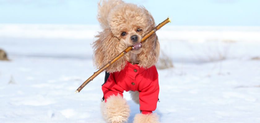 Mini Poo Dog Breed. Miniature Poodle Information - PetsTime