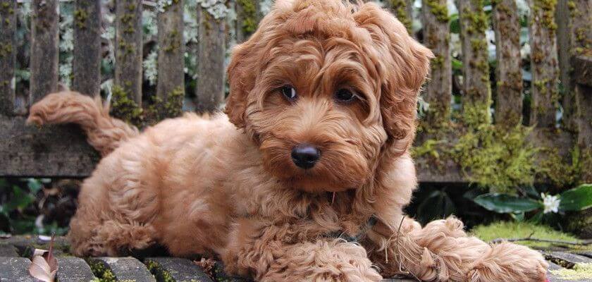 Miniature Labradoodle – Is This the Puppy for You? - PetsTime