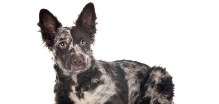 Mudi Dog Breed Information, Tips, and Fun Facts - PetsTime