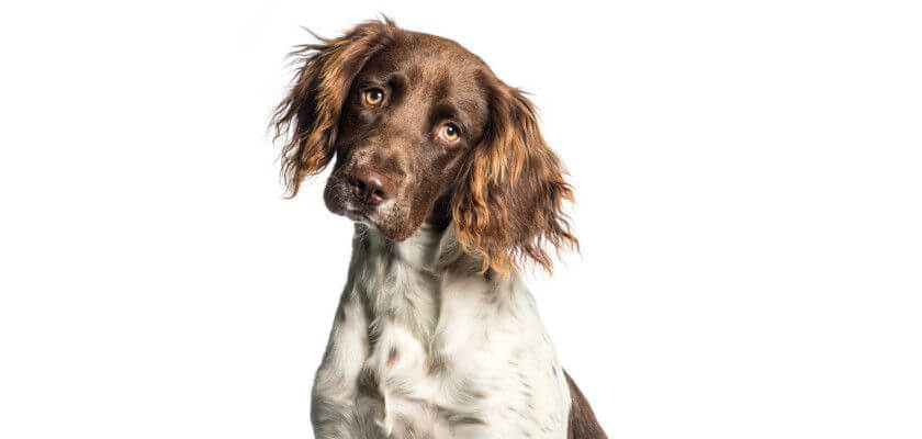 Munsterlander Dog Breed Information & Tips - PetsTime