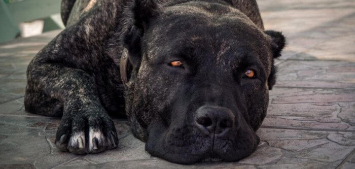 Presa Canario Dog Breed Information. Kennel Data - PetsTime